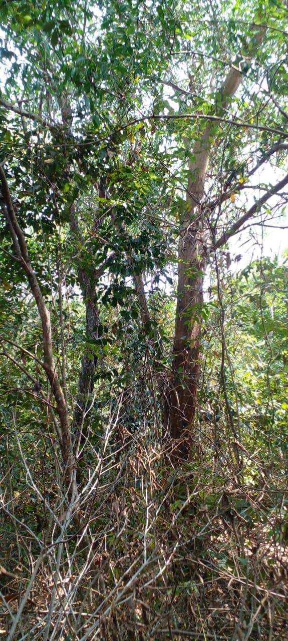 Mahoni Kelapa Laban Akau Kayu Campur - pasarkayu